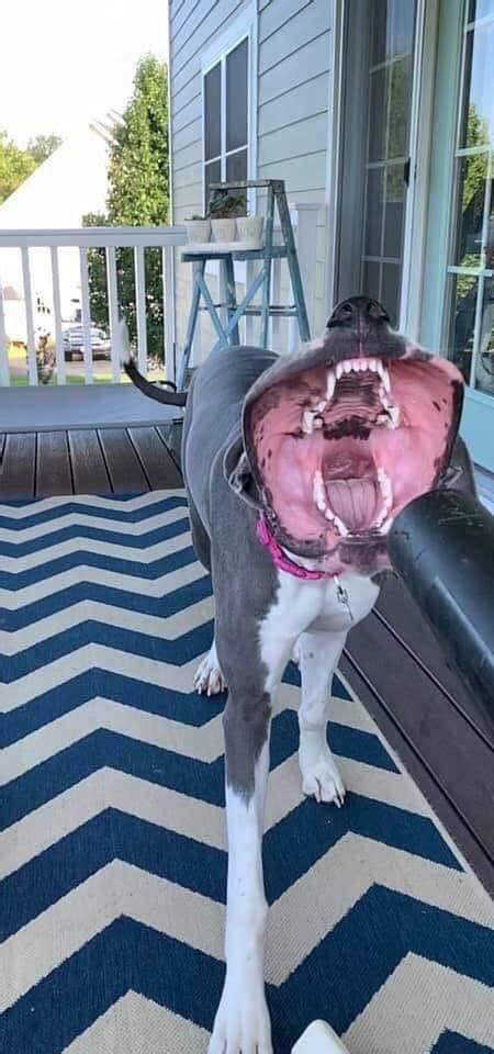 Goofy Ahh Dog
