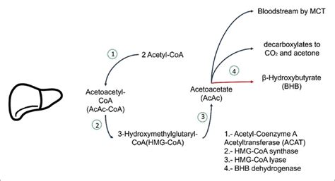 Ketone Bodies As Treatments For Neurological Illnesses