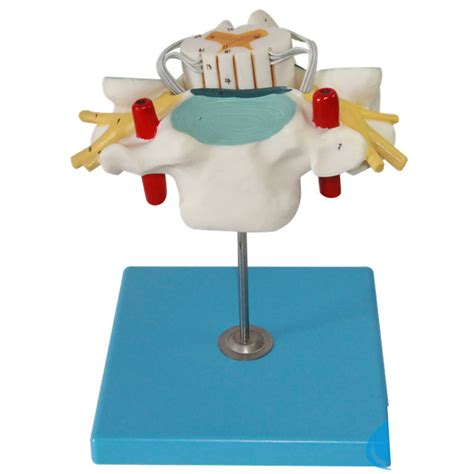 Buy Pvc Human Anatomy Magnifies Cervical Spinal Cord And Spinal Nerve Biology Model Anatomical