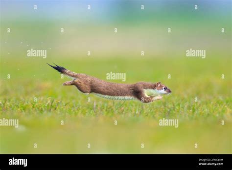 Closeup Of A Stoat Mustela Erminea Running And Jumping In A Grass