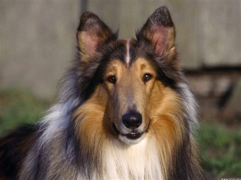 Collie Rough Breed Guide Learn About The Collie Rough