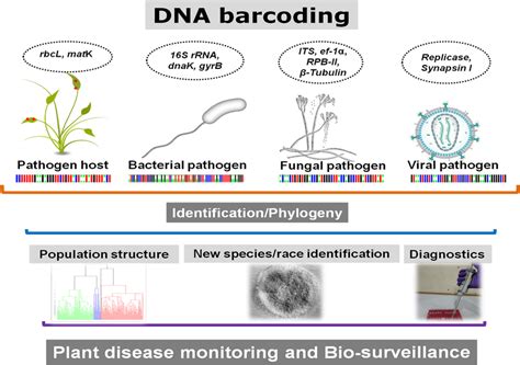 Schematic Diagram Showing Various Applications Of Dna Barcoding In Download Scientific Diagram