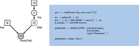 Revbayes Discrete Morphology Ancestral State Estimation