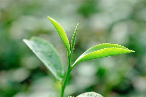 신선한 녹차 잎 아침 햇빛에 차 밭에 태국 치 앙 라이의 자연 0명에 대한 스톡 사진 및 기타 이미지 0명 개념 건강한 생활방식 Istock