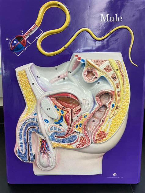 Anatomy Ch 25 Male Diagram Quizlet Anatomy Ch 25 Male Diagram Quizlet