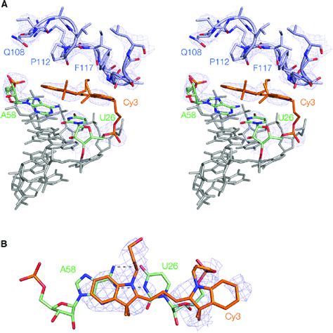 Cy3 At The Rna Protein Interface Cy3 Is Colored Orange And The