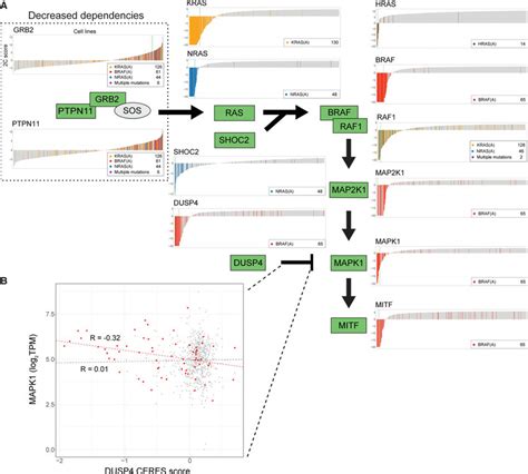 Associations Between Mutations And 2c Differential Dependencies In The Download Scientific