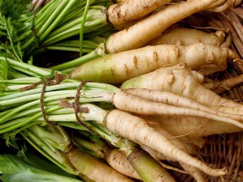 Parsnip Sowing Growing And Harvesting Parsnips