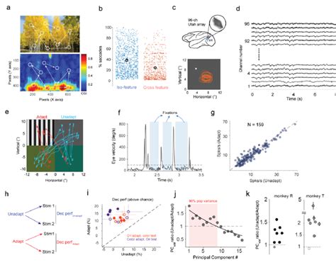 Rapid Adaptation During Free Viewing Improves Coding Accuracy In Neural Download Scientific