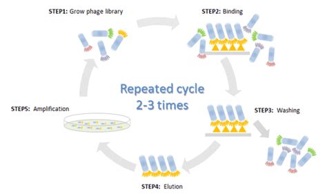Phage Display Procedures Protocol The Phage