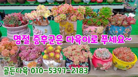 230122📍골든다육 덴트라쨈 실크베일 춥스 올리비아 체리환타지 플로리디티 워터릴리 아메스트로 수연금 Youtube