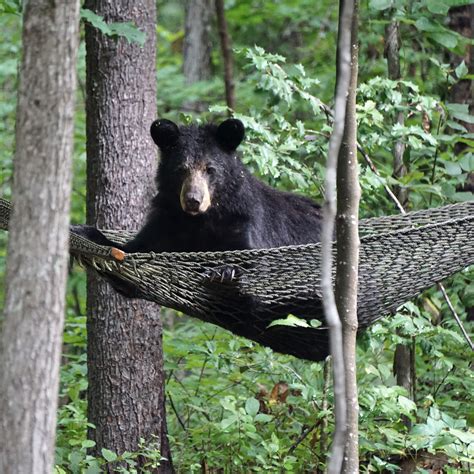A Photo Gallery Of My Local Bears