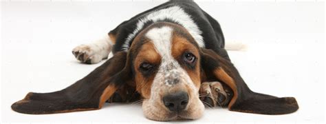 Basset Hound Breed Guide Learn About The Basset Hound