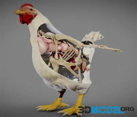3d Model Chicken Anatomy Pbr