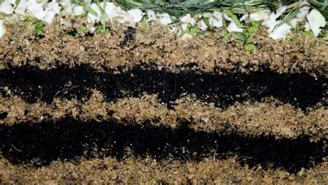 Worms At Work Watch A 20 Day Time Lapse Of Vermicomposting In Action