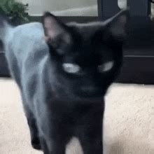 Head Bobbing Cat S Tenor