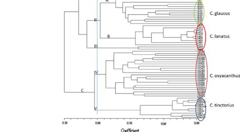 Upgma Dendrogram Of 73 Safflower Genotypes Based On Srap Based Genetic