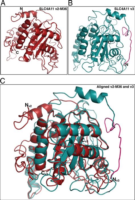 Human Corneal Expression Of Slc4a11 A Gene Mutated In Endothelial Corneal Dystrophies