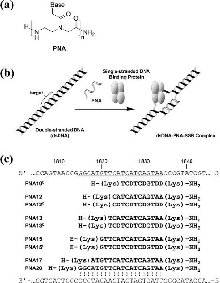 A Chemical Structure Of Pna And B Schematic View Of The Formation Download Scientific