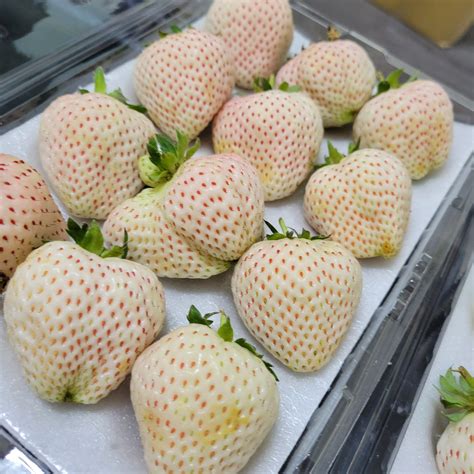 大湖稀有限量夢幻雪兔白草莓 哇勒購 新鮮水果海鮮購物網｜進口水果｜櫻桃｜明蝦｜香魚