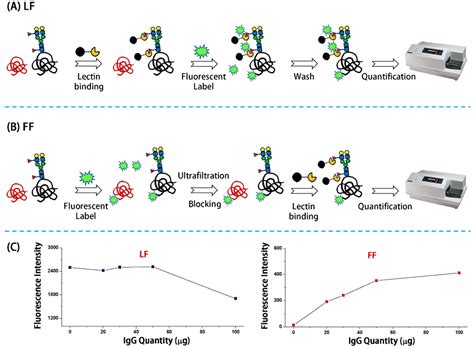 Quantitative Analysis Of Fucosylated Glycoproteins By Immobilized Lectin Affinity Fluorescent