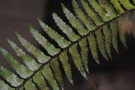 Asplenium Pellucidum Ferns And Lycophytes Of The World