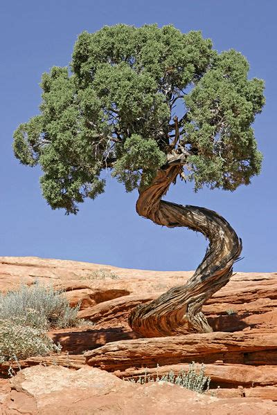 Juniper Trees Clip Art Library