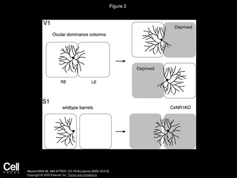 Kevin Fox Rachel Ol Wong Neuron Ppt Download