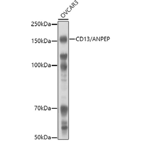 Anti Cd13 Antibody A14890