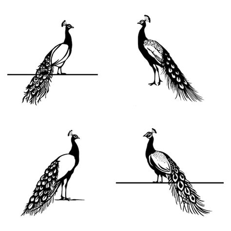 Premium Vector Peacock Silhouette Set Black Color Vector Illustration