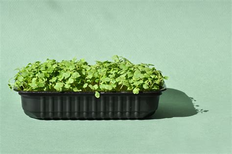 녹색 배경에 플라스틱 용기에있는 Arugula 성장하는 마이크로 그린 건강 식품 0명에 대한 스톡 사진 및 기타 이미지 0명 건강한 식생활 경작지 Istock
