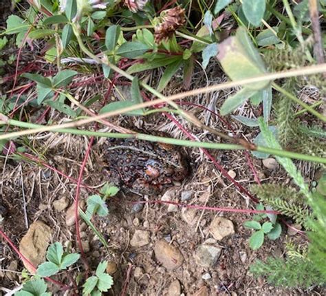 Toad Poisoning