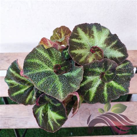 Begonia Soli Mutata Ls Group
