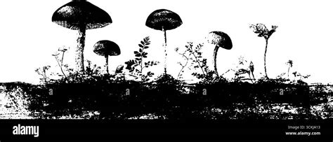 Black And White Stencil Illustration Of Moss And Mushrooms For Nature