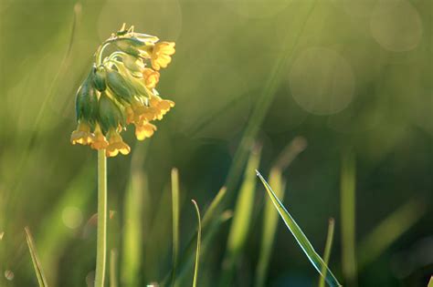 클로즈업 절연 부드러운 아름 다운 야생 노란색 꽃 필드 또는 흐린된 안개 부드러운 녹색 Bokeh 배경에 정원 높은 줄기에 피