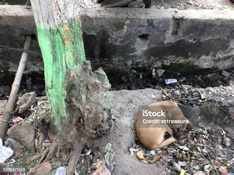 나무 줄기 뉴 델리 거리 인도에 그려진 오렌지 흰색과 녹색의 인도 색상의 국기와 나무 아래 쓰레기 쓰레기 사진에서 자고 야생 길 잃은 인도 강아지의 이미지 도랑 인도에 대한