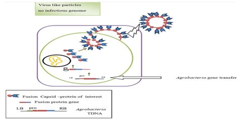 Virus Like Particle Production Mediated By Agrobacterium Expression Download Scientific Diagram