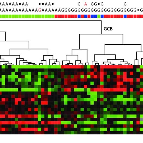 Hierarchical Clustering Of Testicular Dlbcl According To A 21 Gene