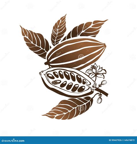 Cacao Beans Plant Vector Exotic Cacao Plants Royalty Free Stock Image