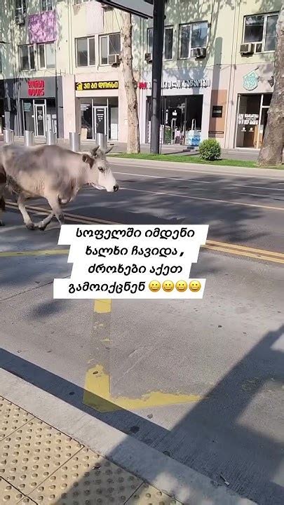 ძროხები წერეთლის გამზირზე Youtube