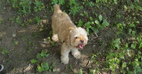 F3 Cockapoo Temperament Size Lifespan Adoption