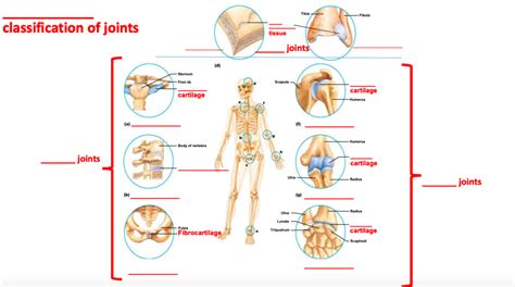 Structural Classification Of Joints Diagram Quizlet