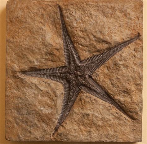 50 Best Ideas About Fossils On Pinterest Museums Natural History And University Of The