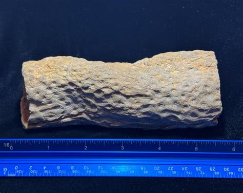 Rare Stigmaria Fossil 6 75 Lepidodendron Tree Root Must Have For