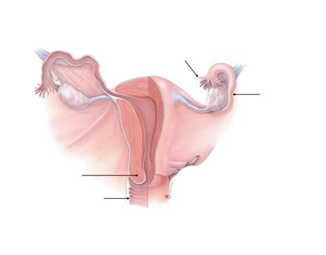 Female Reproductive System Labelling 2 Quiz