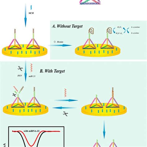 Schematic Illustration Of The Electrochemical Biosensor For The Download Scientific Diagram
