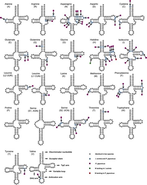 Secondary Structure Of Trna Families In Perlodidae Mitochondrial Download Scientific Diagram