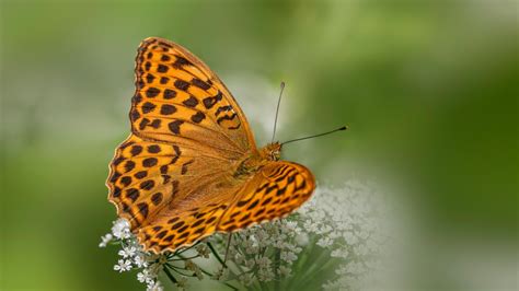 Multi Criteria Analysis Decision Making Made Easy