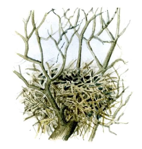 How To Identify Bird And Mammal Nests Artofit