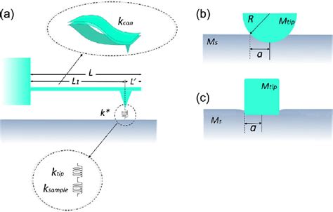 A Schematic Presentation Of Afm Cantilever And Tipsample Contact